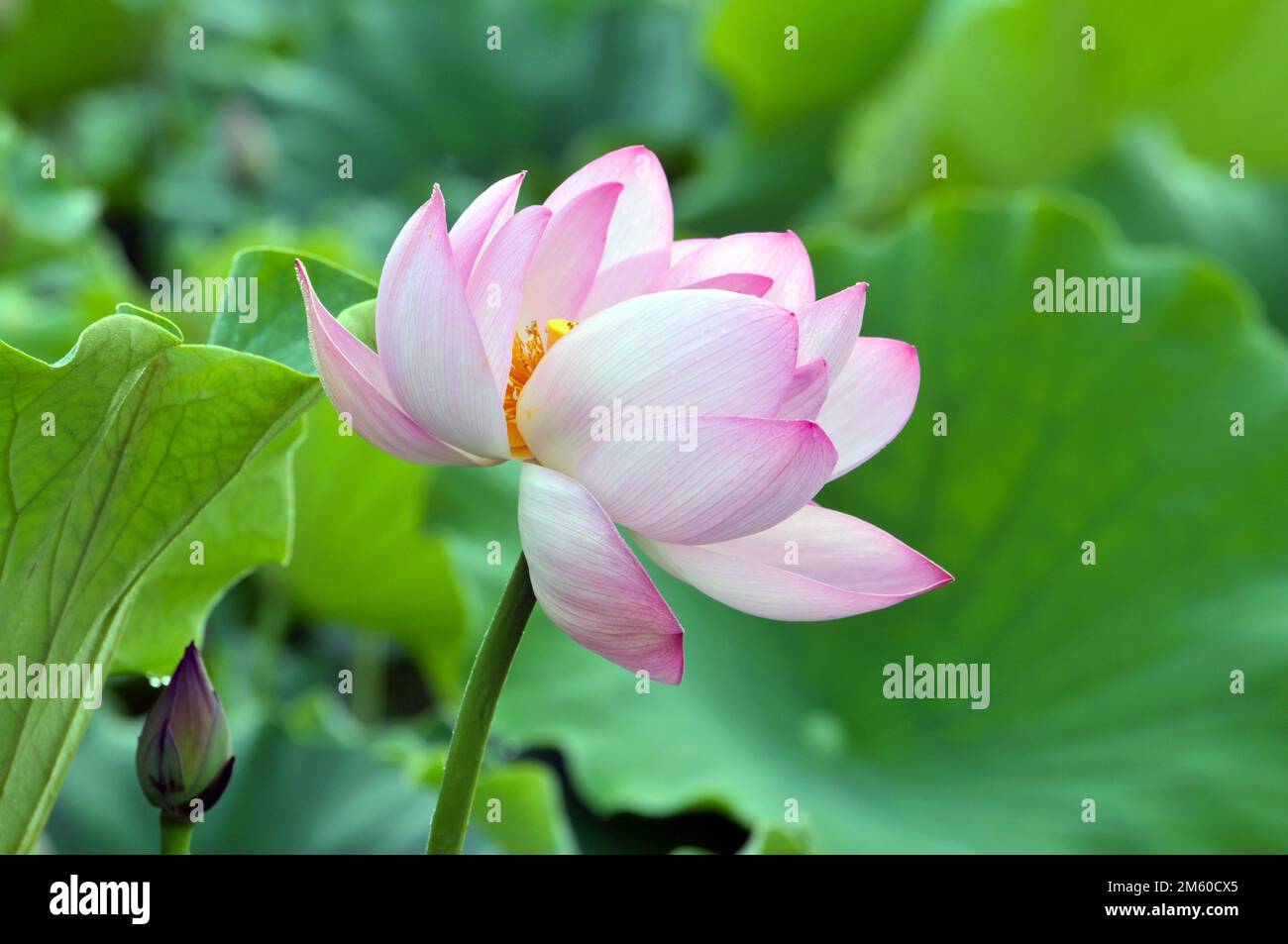 Blossoming lotus flowers Stock Photo - Alamy