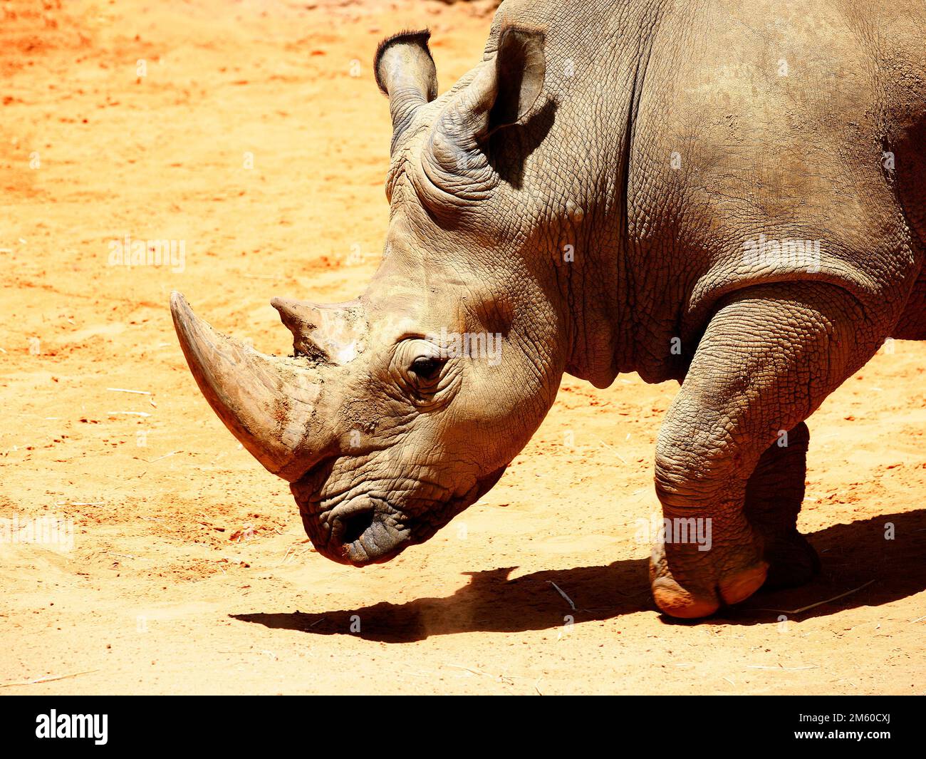 Rhino feet hi-res stock photography and images - Alamy