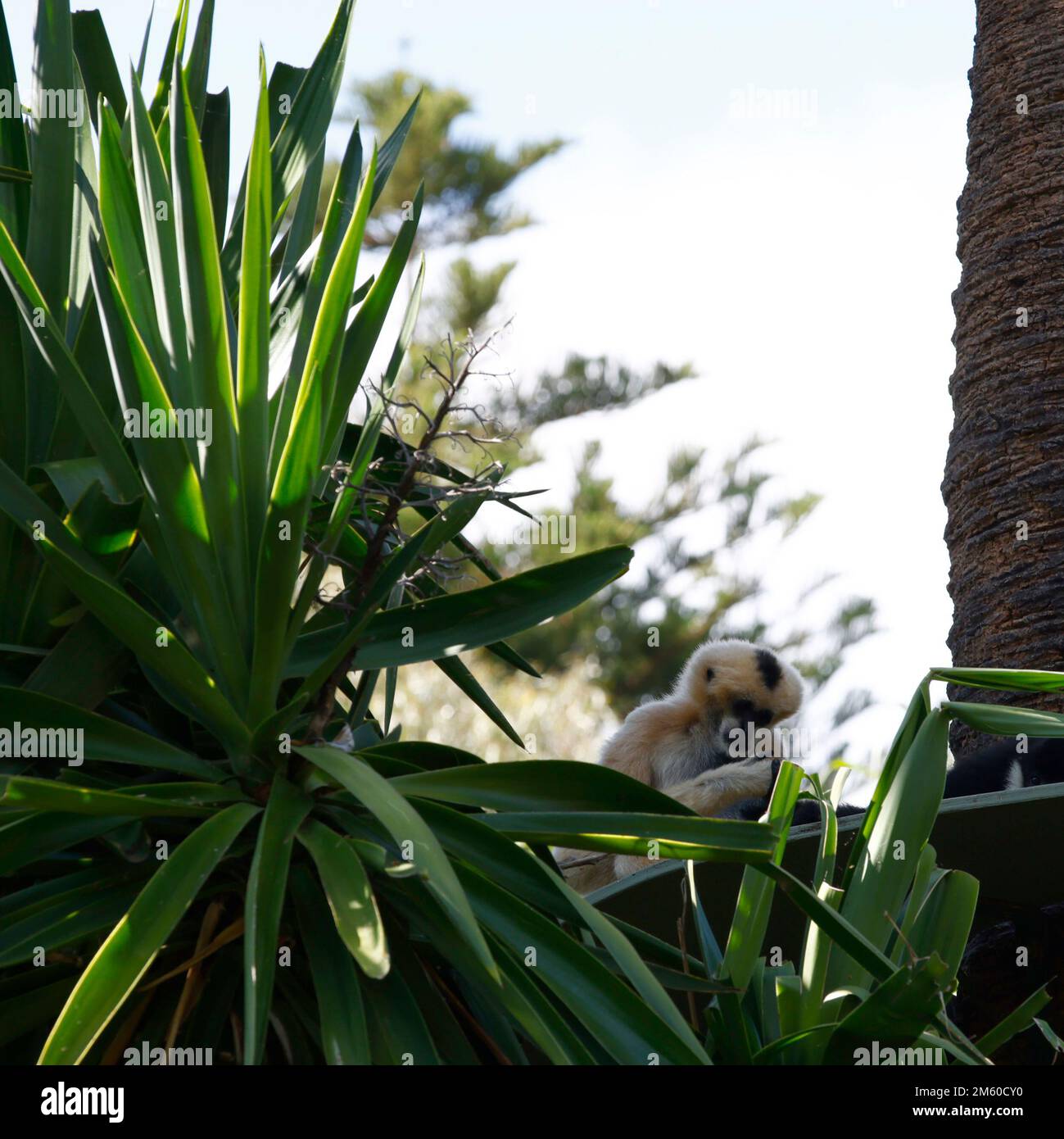 Monkey seen in captivity in zoo in between trees Stock Photo - Alamy