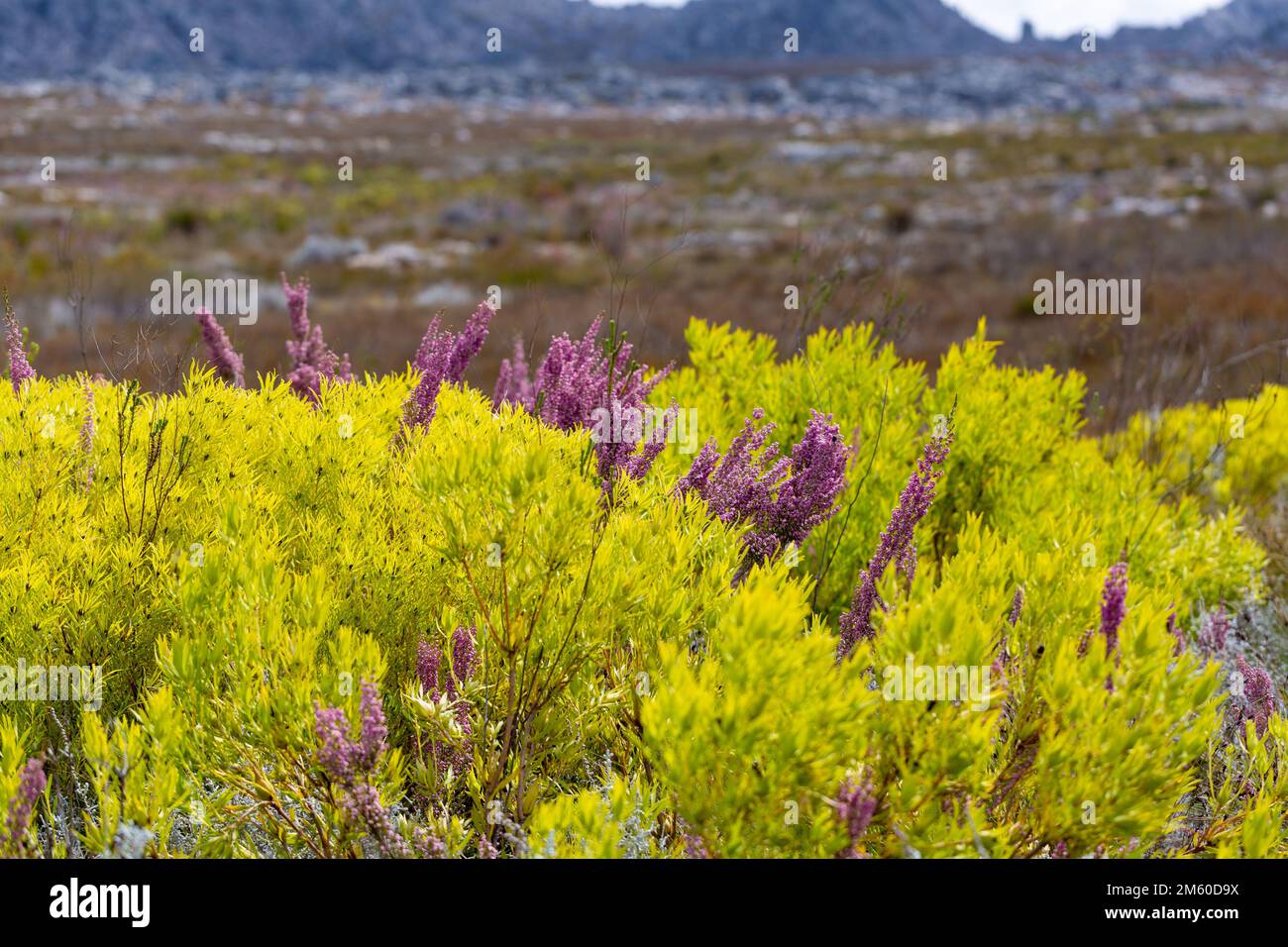 some yellow bushes in the mountains near Porterville in the Western ...