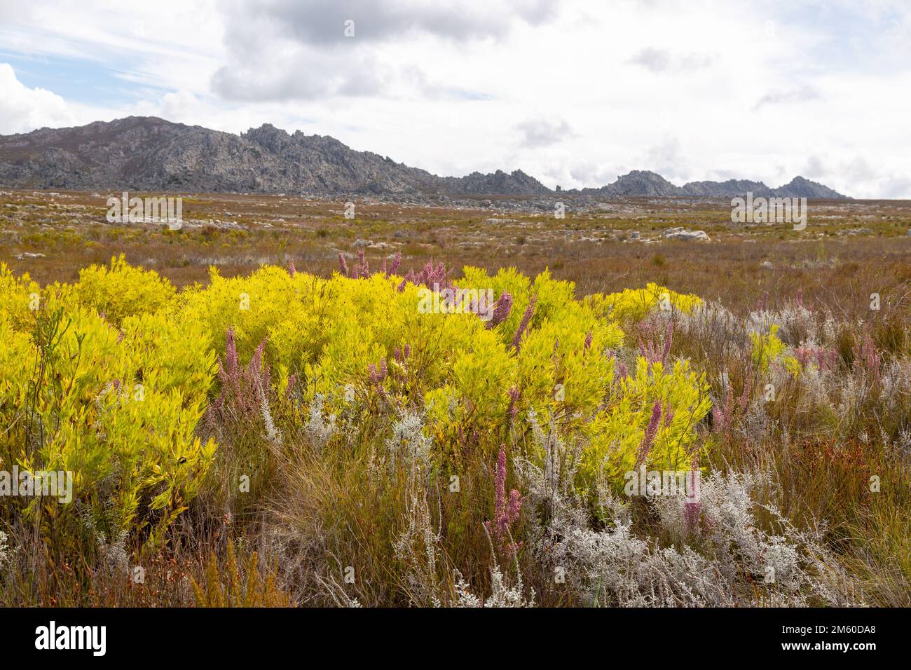 some yellow bushes in the mountains near Porterville in the Western ...