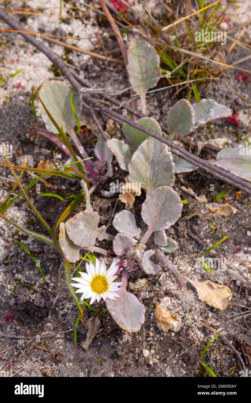 Arctotis bloom hi-res stock photography and images - Alamy
