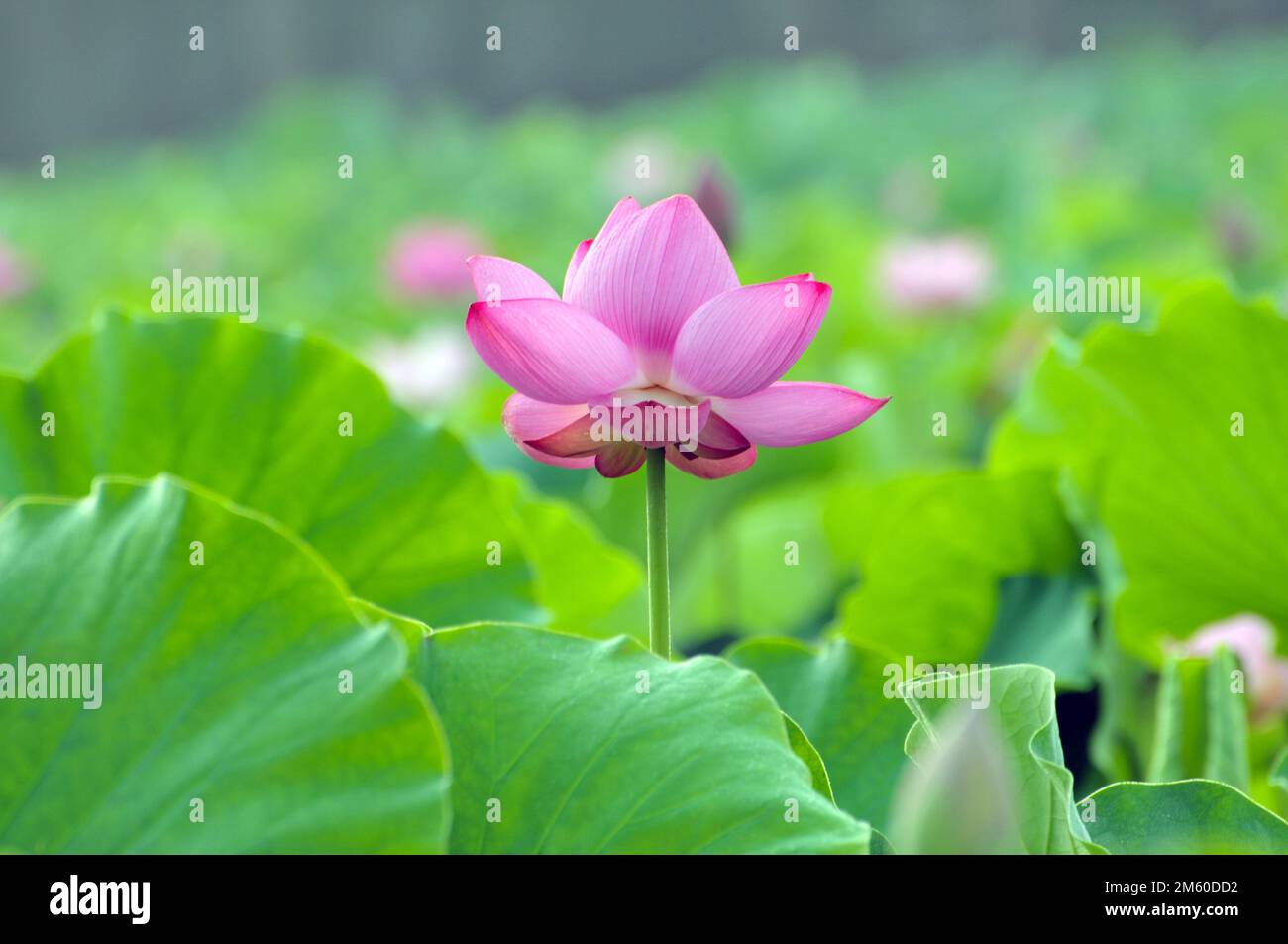 Blossoming lotus flowers Stock Photo - Alamy