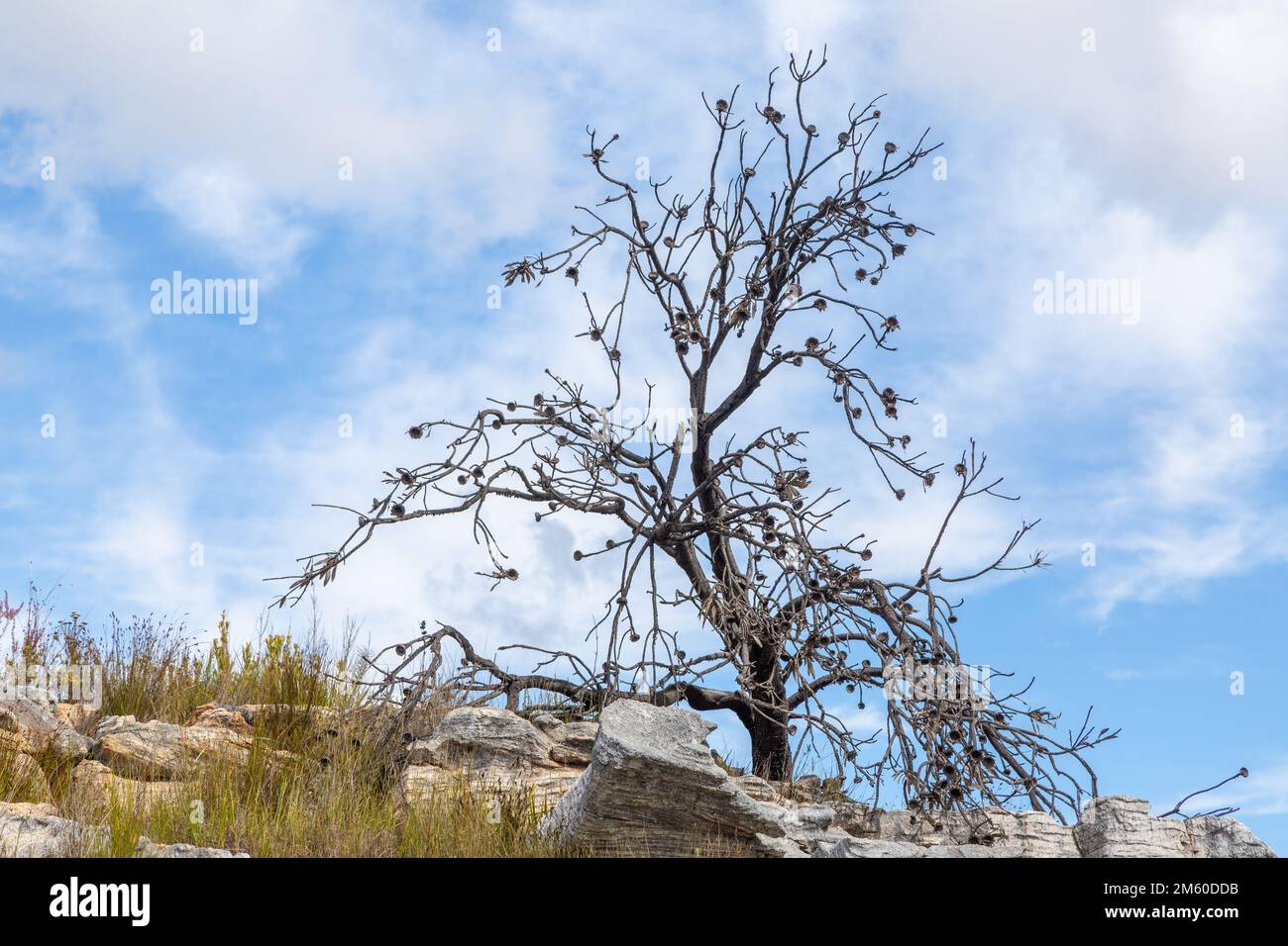 Silhouette of a dead protea tree in front of blue sky and some clouds ...
