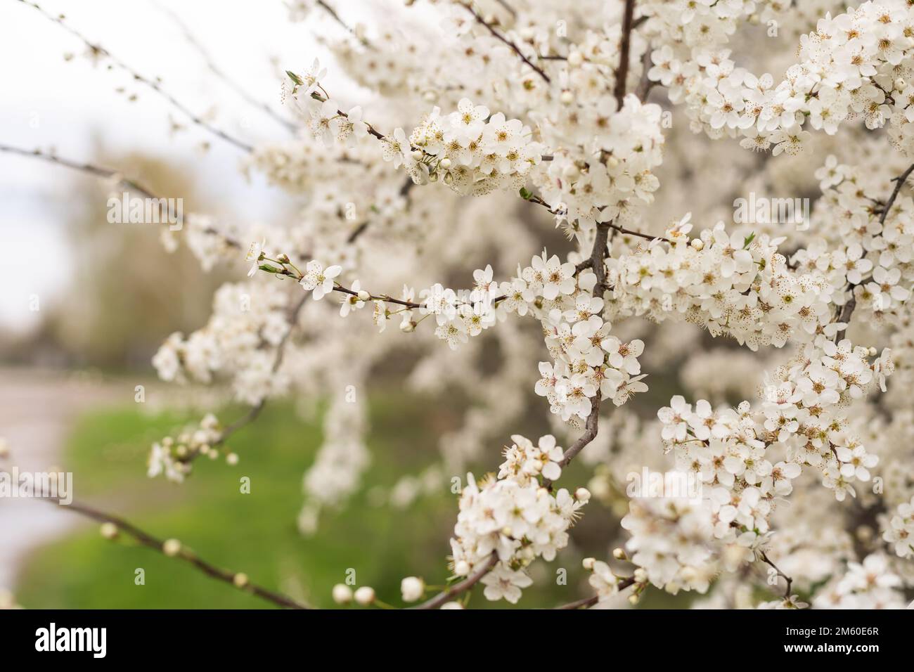 Blossom tree over nature background. Spring flowers. Spring Background ...