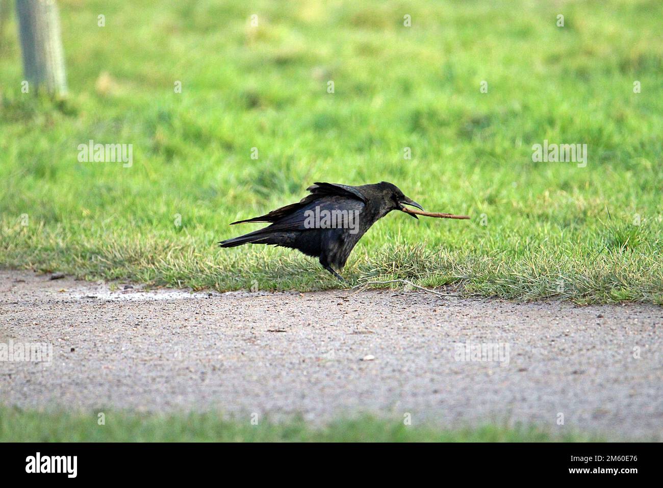a single black crow standing at the grass edge with a stick in its beak ...