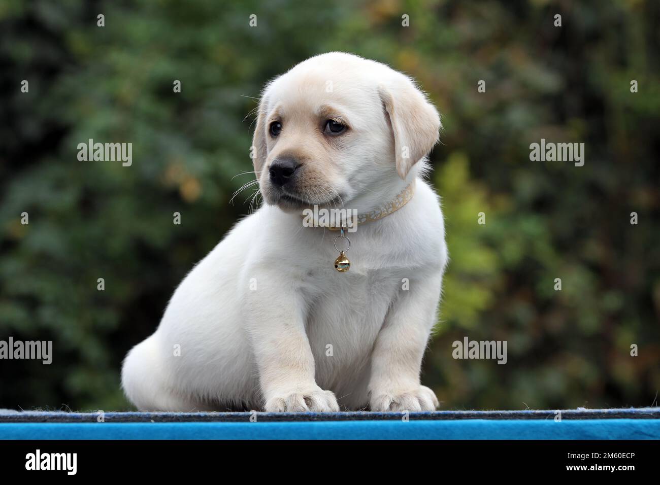a sweet nice yellow labrador retriever in autumn close up portrait ...