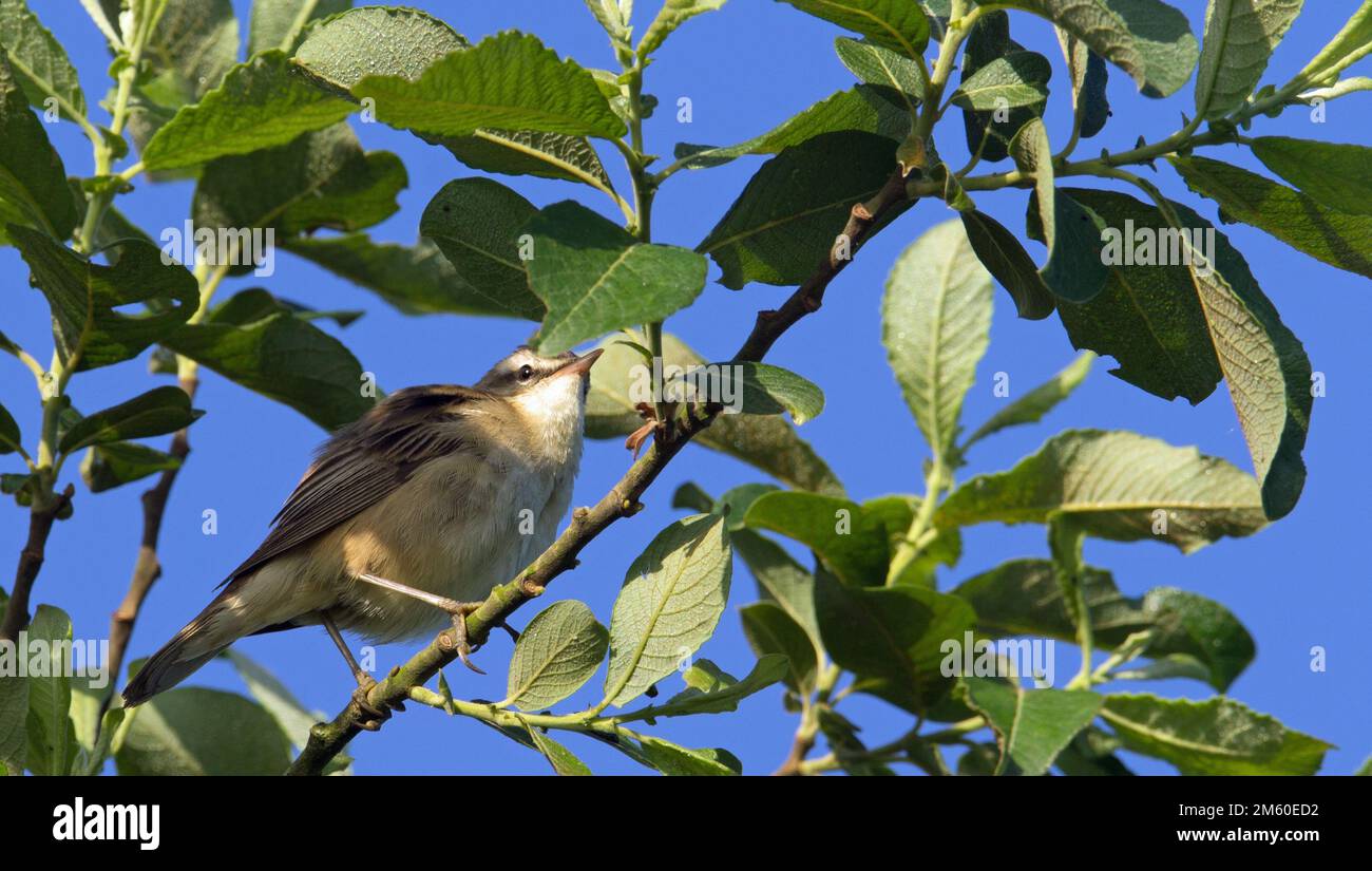 small song bird perched in a tree with a deep blue sky Stock Photo - Alamy