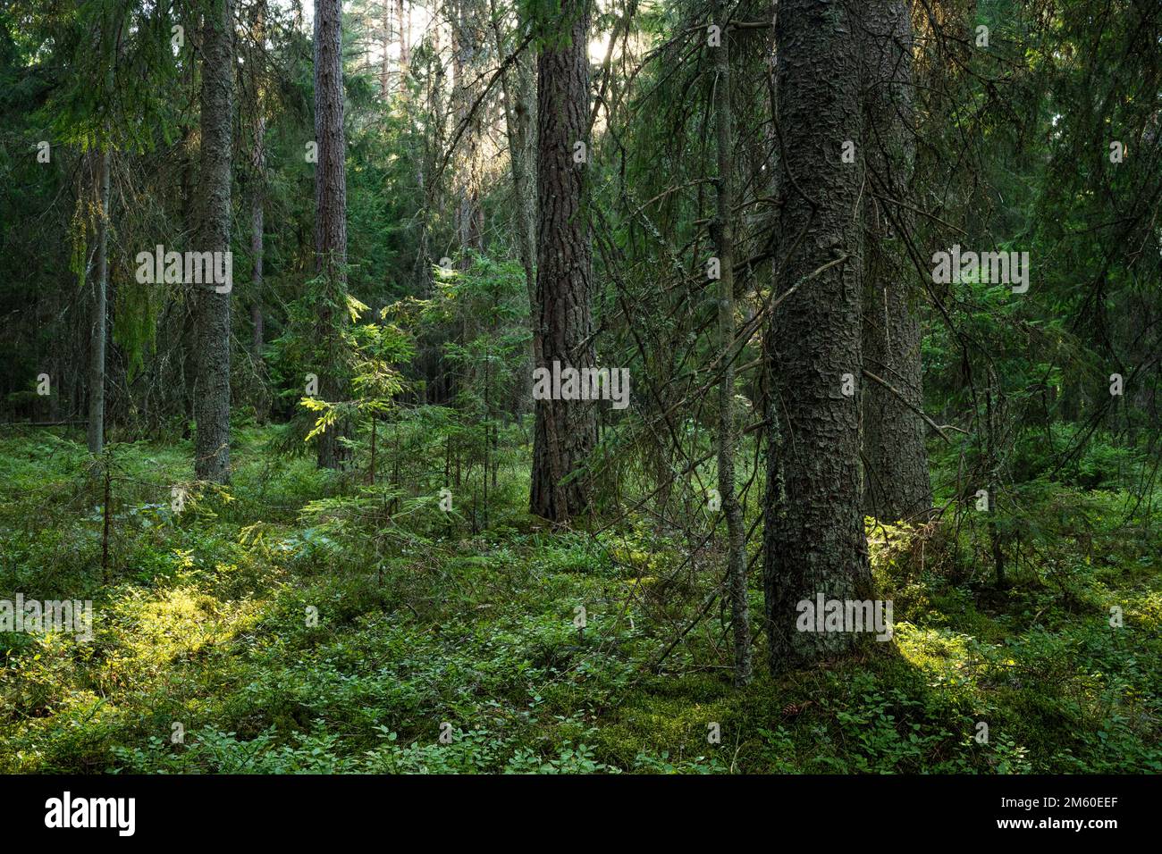 Summery lush pine forest hi-res stock photography and images - Alamy
