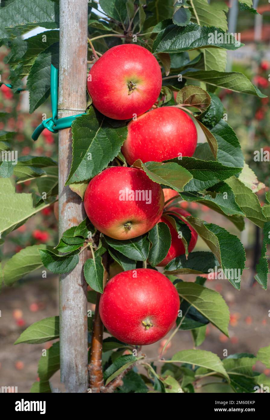 Apple plantation of Discovery apples in Oesterlen fruit district, Kivik ...