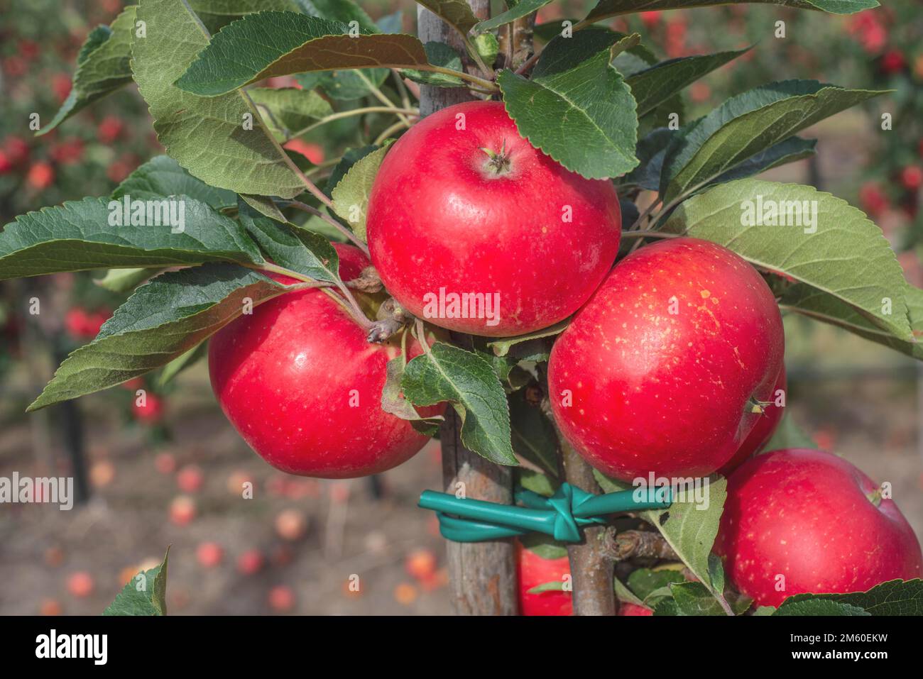 Apple plantation of Discovery apples in Oesterlen fruit district, Kivik ...
