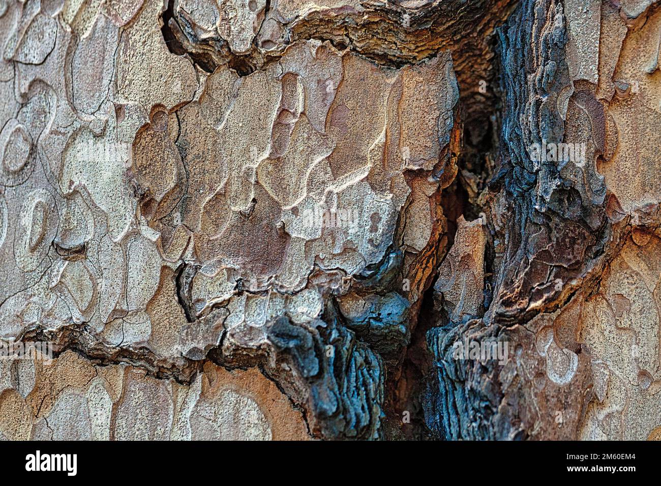 Tree bark with coloured structures, Grizzly Giant, sequoia ... Tree bark with coloured structures, Grizzly Giant, sequoia ...