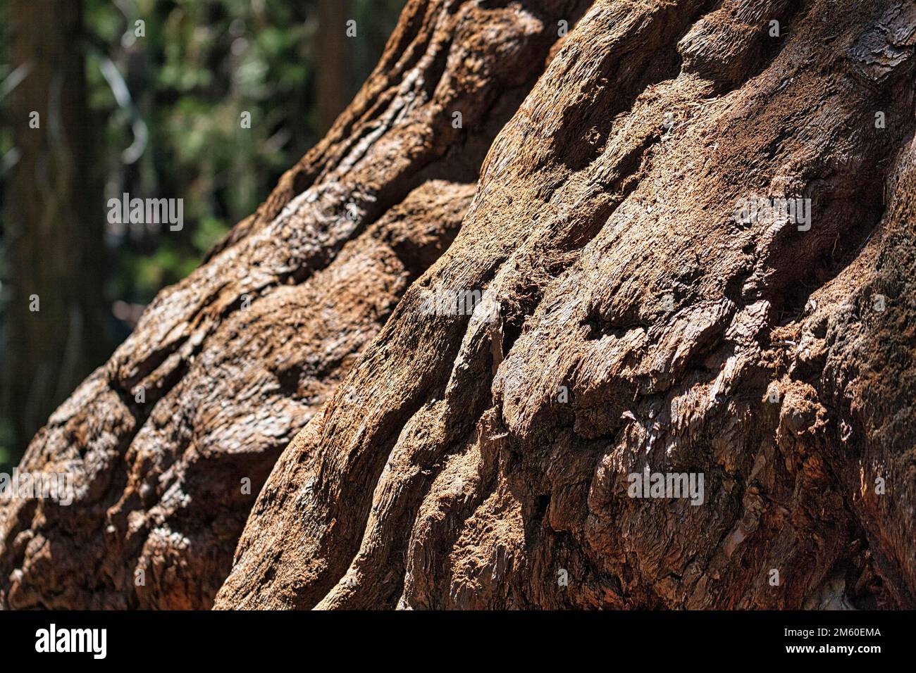 Tree trunk, detail, tree bark, Grizzly Giant, sequoia (Sequoioideae ... Tree trunk, detail, tree bark, Grizzly Giant, sequoia (Sequoioideae ...