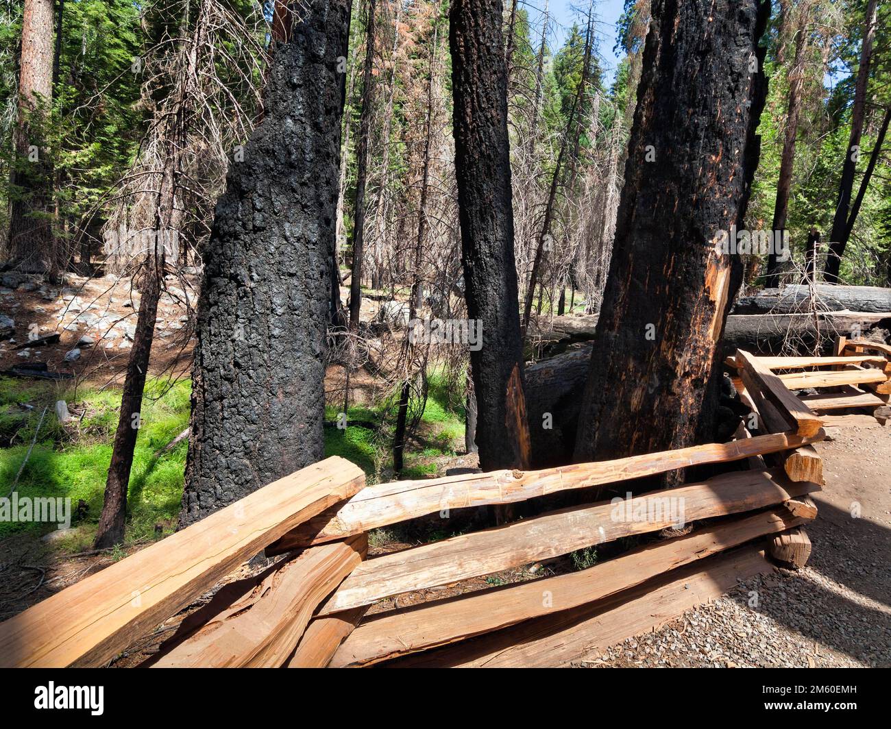 Charred redwoods (Sequoioideae) after fire, fenced, black flaking bark ...