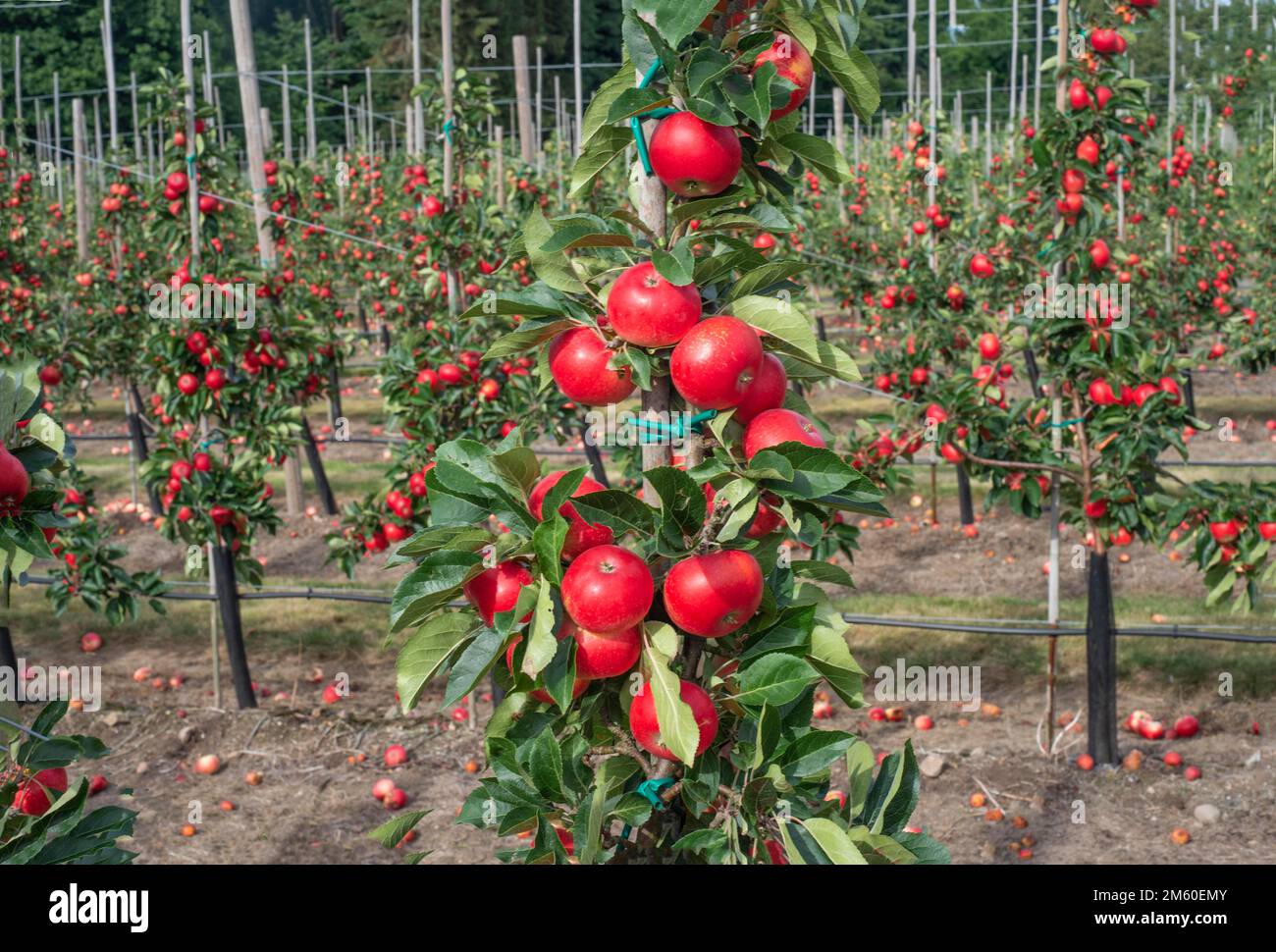 Apple plantation of Discovery apples in Oesterlen fruit district, Kivik ...
