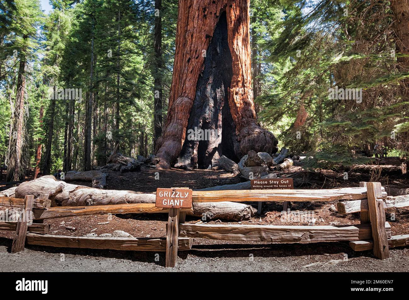 Grizzly giant sequoia mariposa yosemite hi-res stock photography and ...