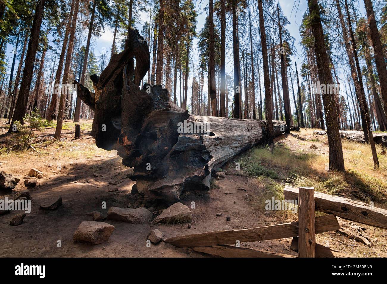 Charred sequoias (Sequoioideae) after fire, tree trunk lying on the ...