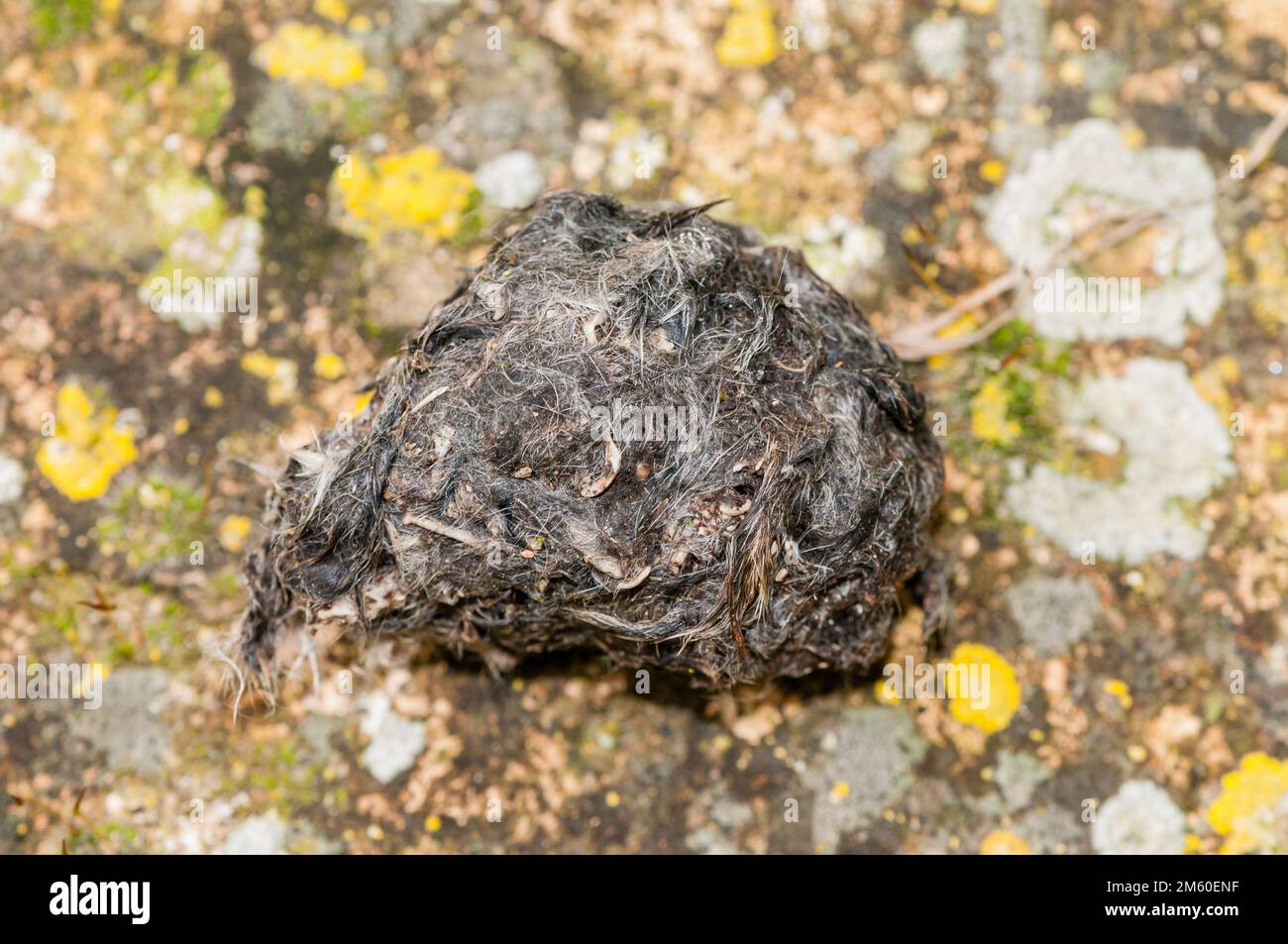 Undigested food hi-res stock photography and images - Alamy
