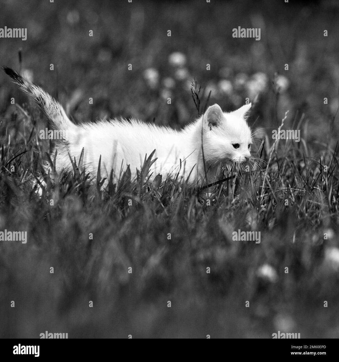 Kitten running Black and White Stock Photos & Images - Alamy