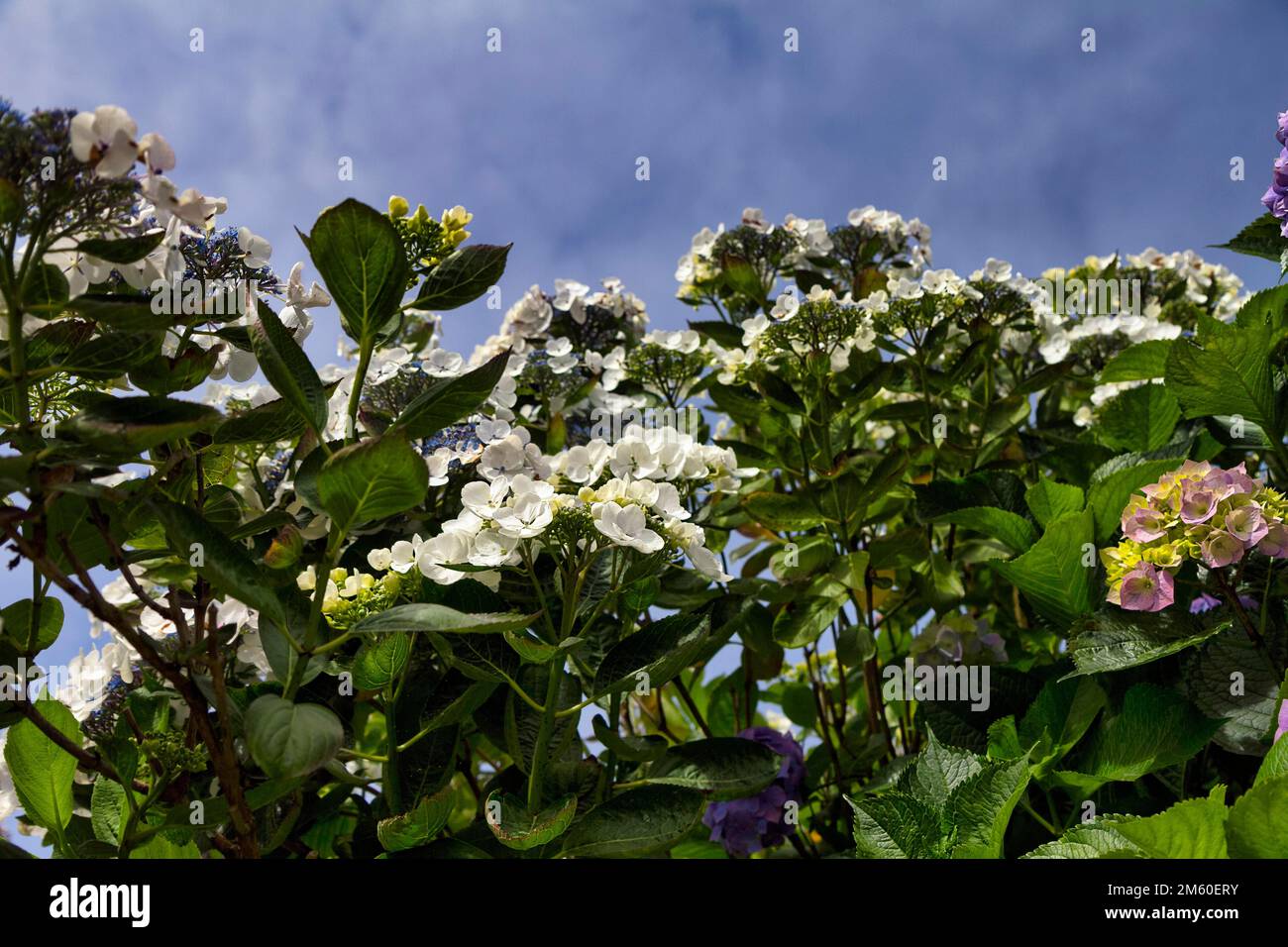 Hydrangea flowers in different colours, view from below, Normandy ...