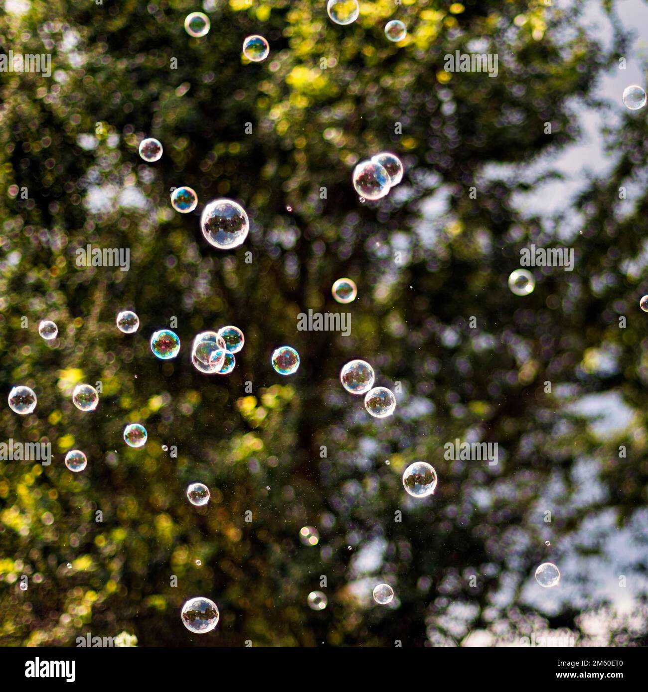 Many soap bubbles shimmering, floating in front of a tree, wallpaper ...
