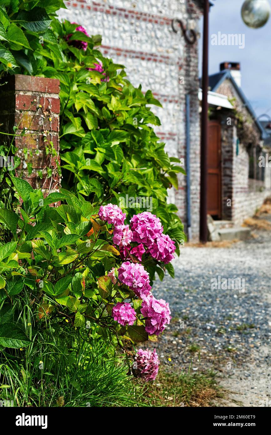 Inflorescence of a pink hydrangea hi-res stock photography and images ...