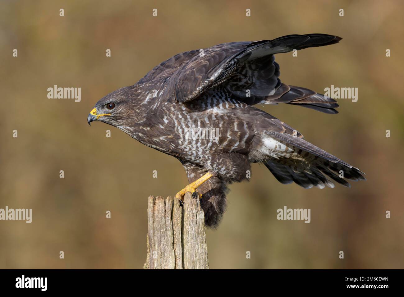 Common steppe buzzard (Buteo buteo), dark morph on pasture pole ...
