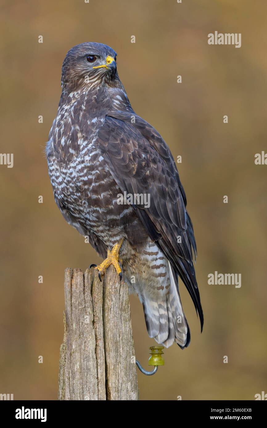 Common steppe buzzard (Buteo buteo), dark morph on pasture pole, biosphere reserve, Swabian Alb ...