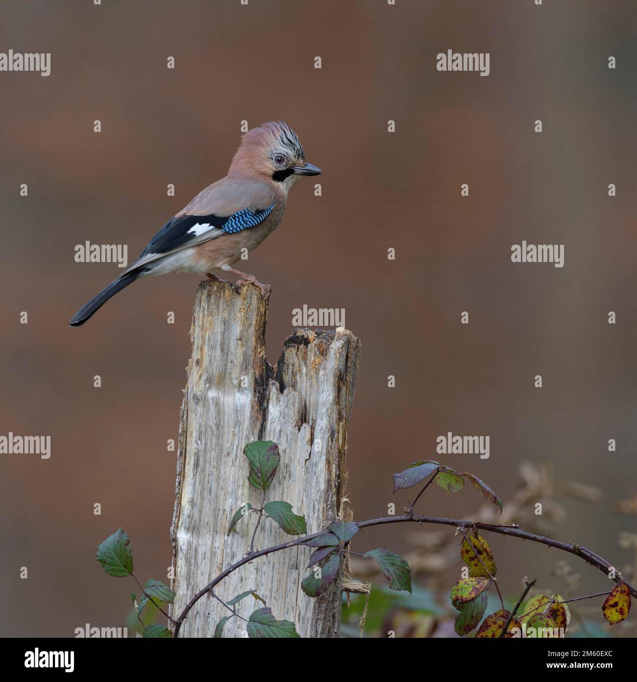 Eurasian jay (Garrulus glandarius), on pasture pole with feather bonnet ...