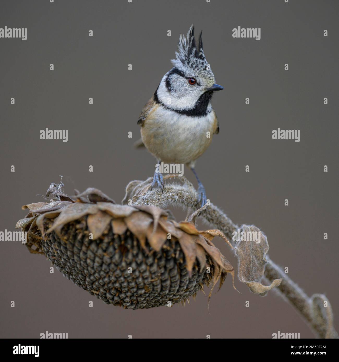 Crested Tit (Lophophanes cristatus), on faded sunflower, Biosphere ...