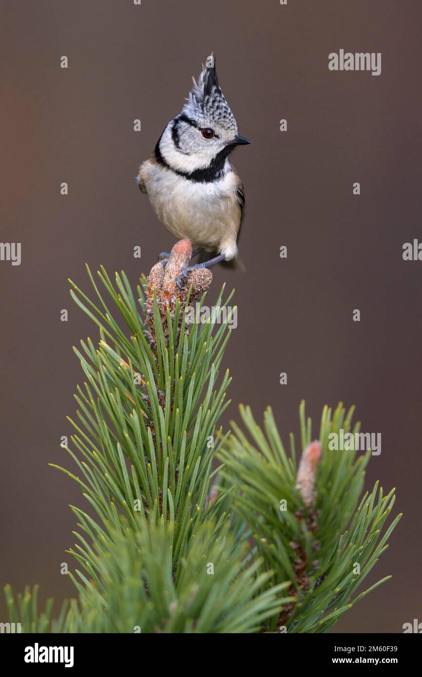 Crested Tit (Lophophanes cristatus), on mountain pine, Biosphere ...