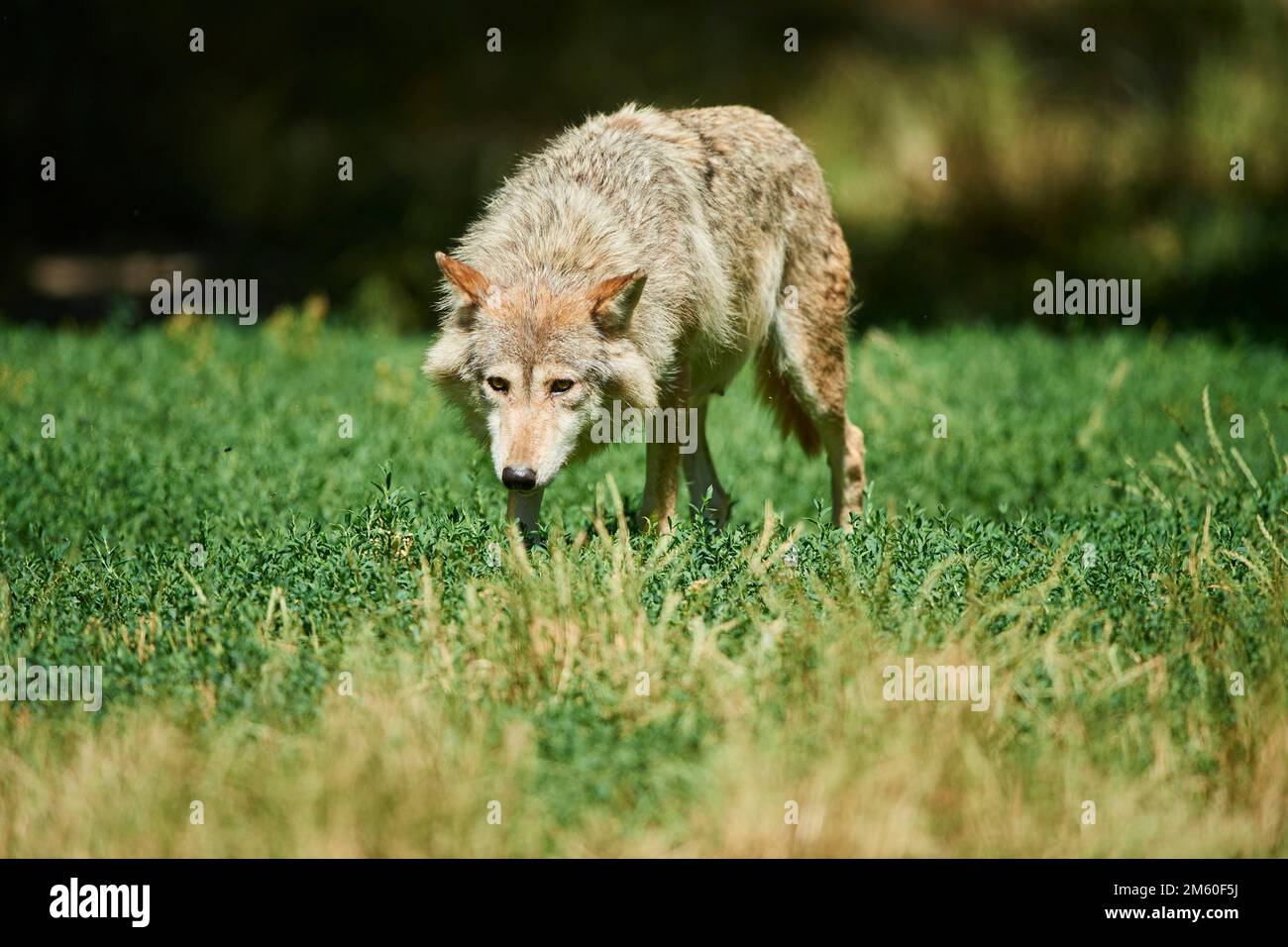 Eastern wolf canis lupus lycaon walking on a meadow hi-res stock ...
