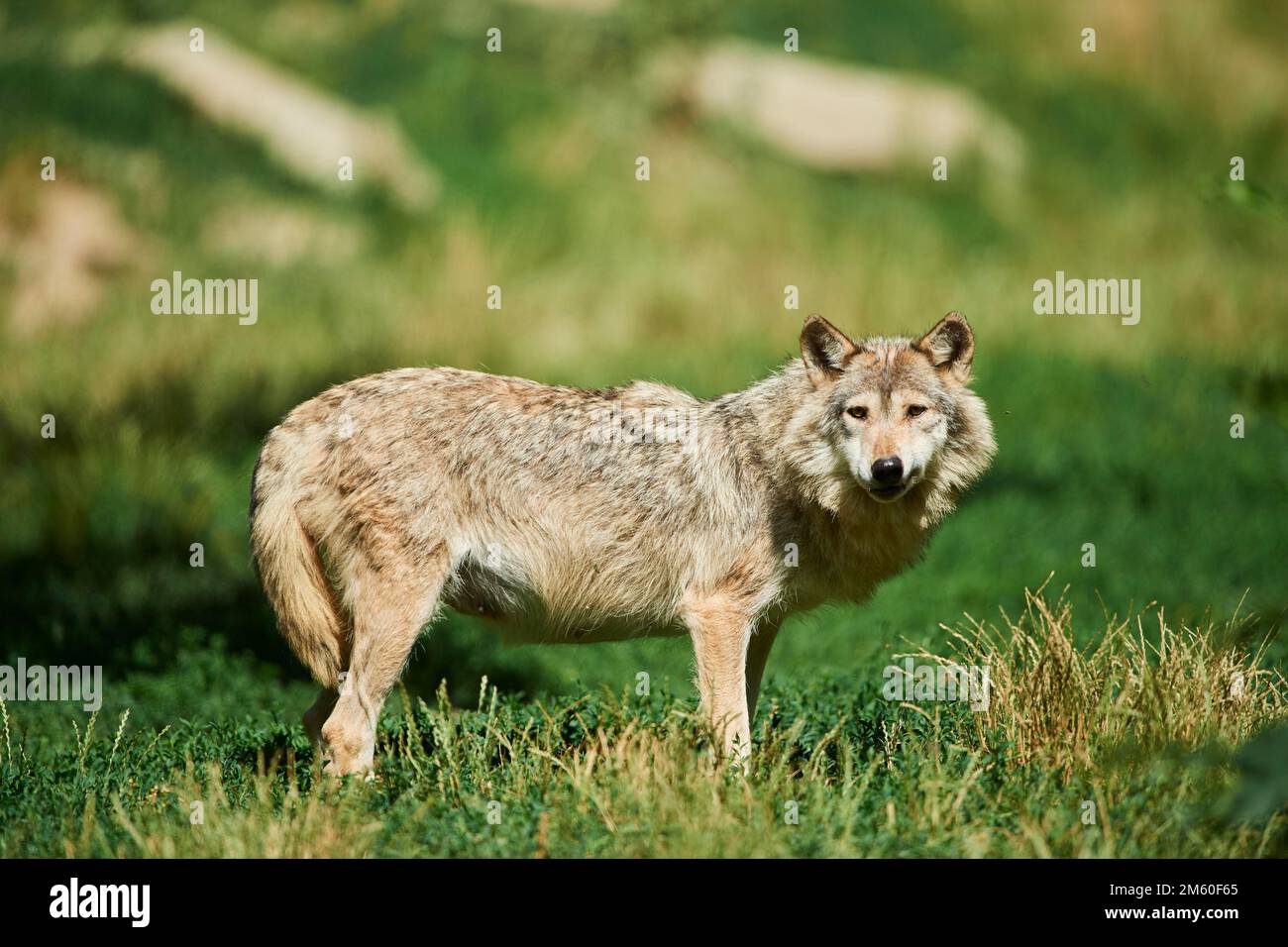 Eastern wolf (Canis lupus lycaon) standing on a meadow, Gernany Stock Photo - Alamy