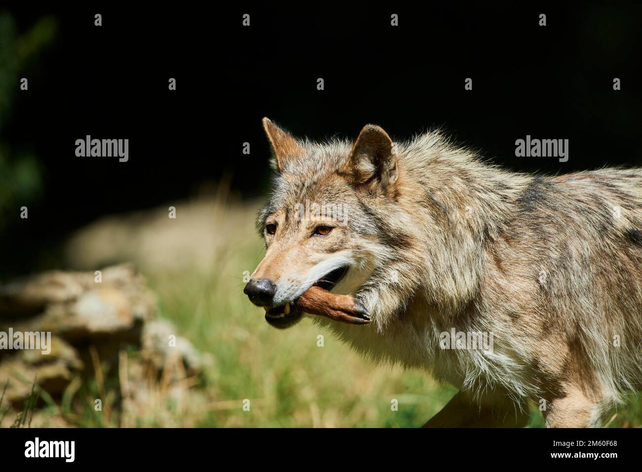 Wolf portrait canis lupus camera hi-res stock photography and images ...