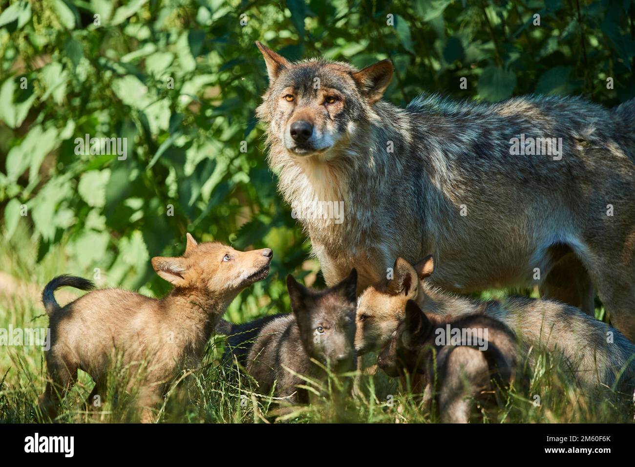 Wolf parents hi-res stock photography and images - Alamy