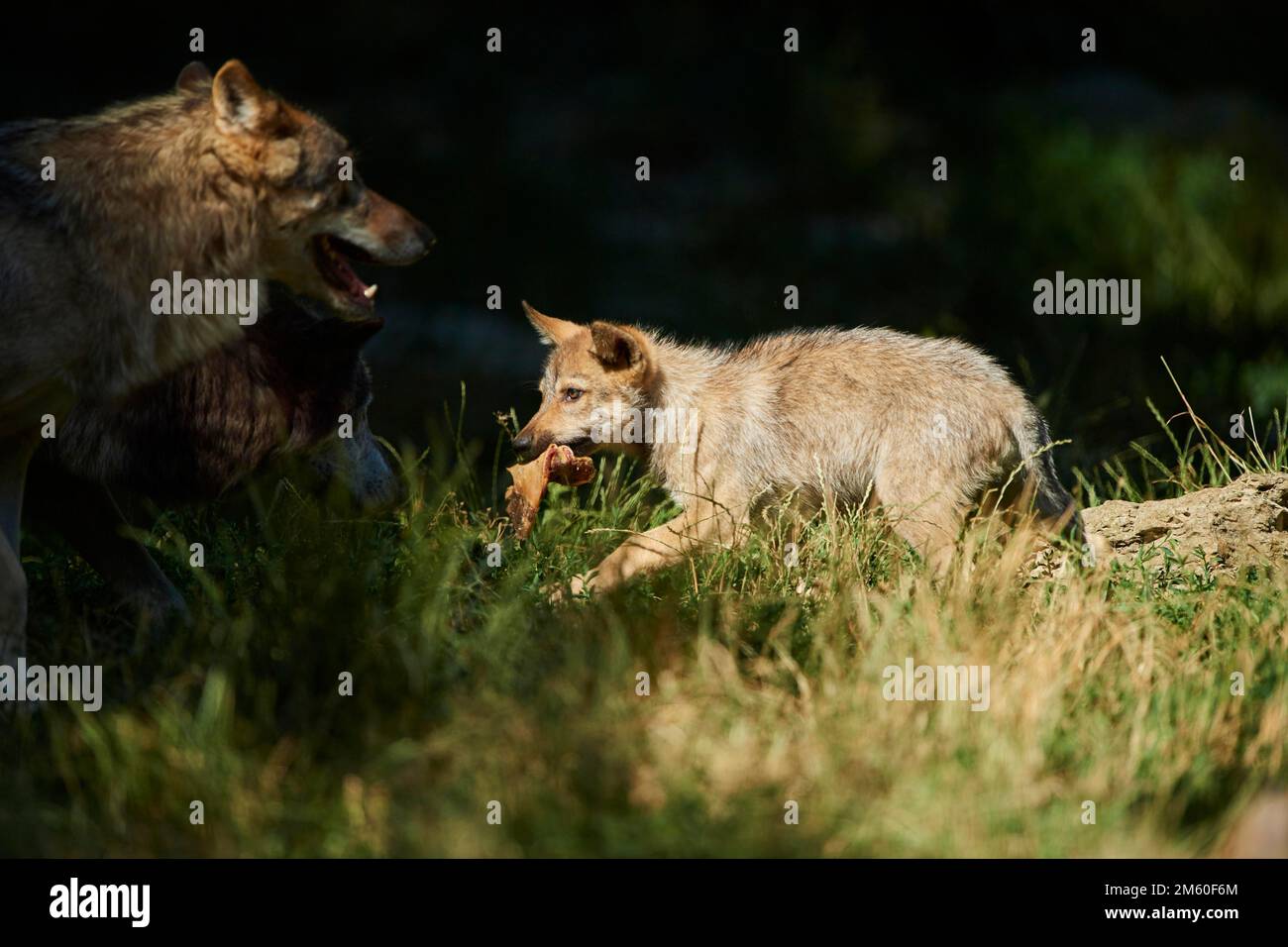 Eastern wolf (Canis lupus lycaon), youngster, on a meadow, Gernany ...
