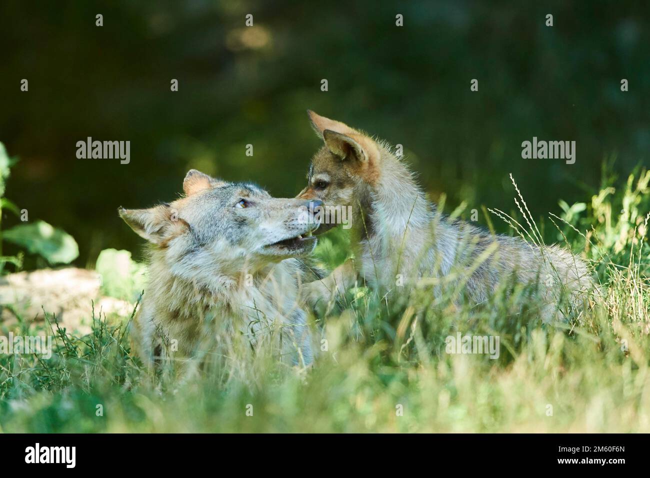 Eastern wolf (Canis lupus lycaon), mother with her youngster, on a ...