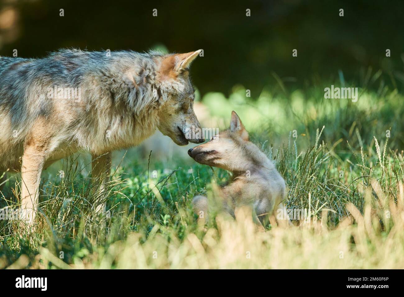 Eastern wolf (Canis lupus lycaon), mother with her youngster, on a ...