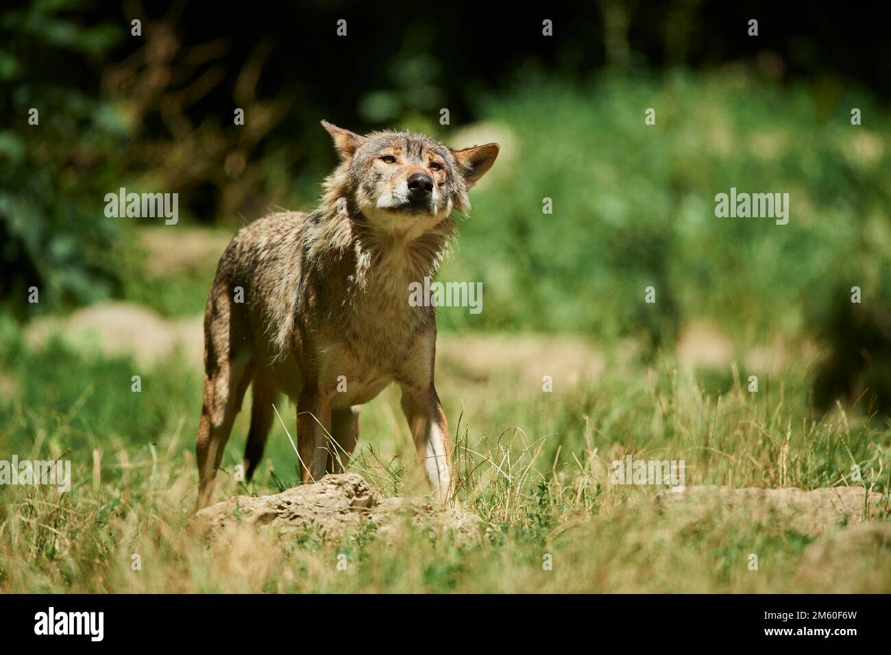 Eastern wolf (Canis lupus lycaon) standing on a meadow, Gernany Stock ...