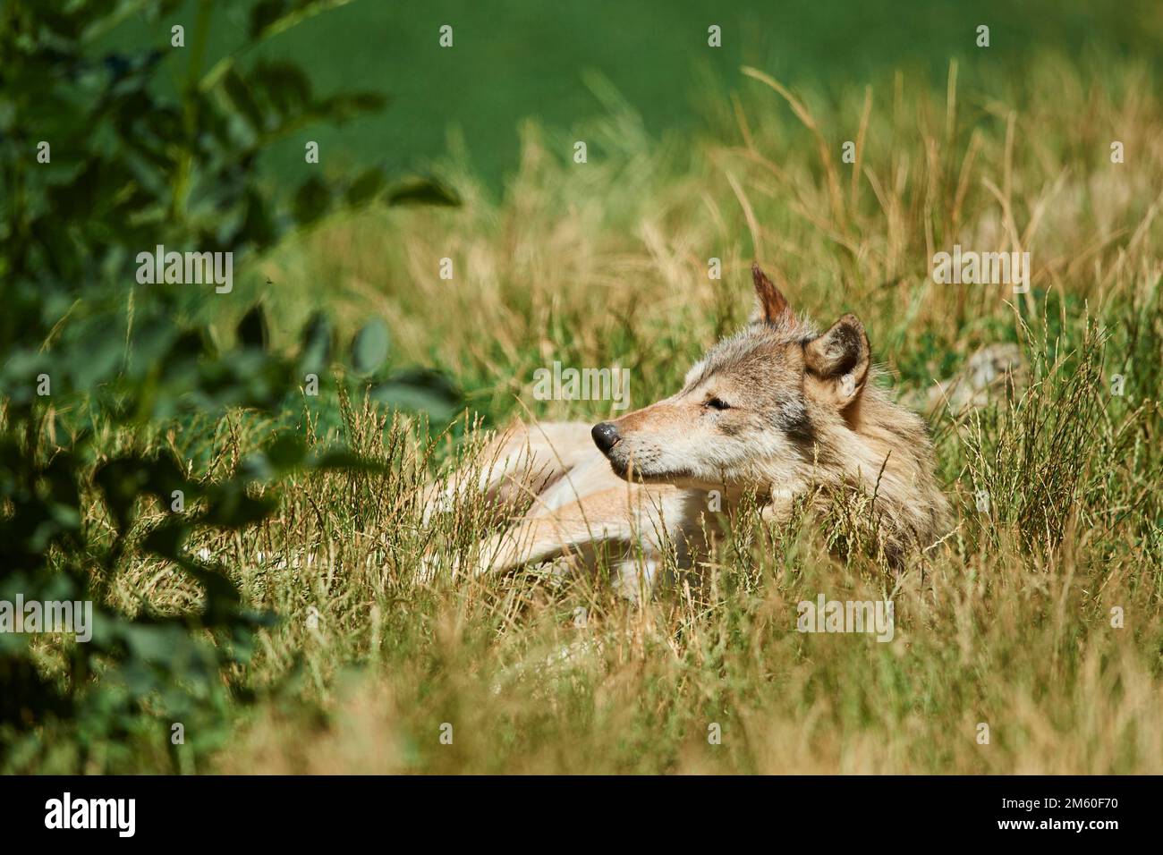 Eastern wolf (Canis lupus lycaon) lying on a meadow, Gernany Stock ...