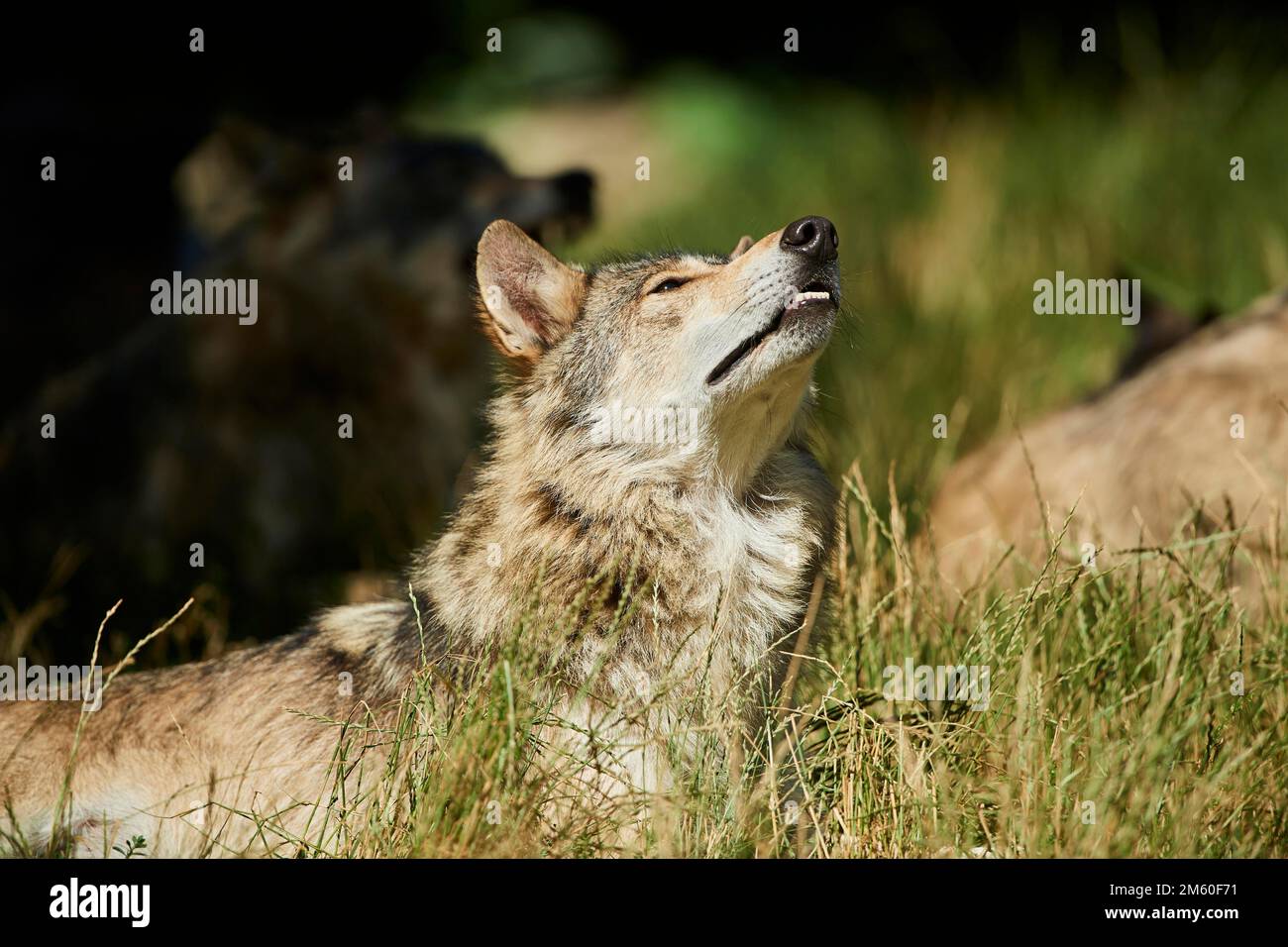 Eastern wolf (Canis lupus lycaon) lying on a meadow, Gernany Stock ...