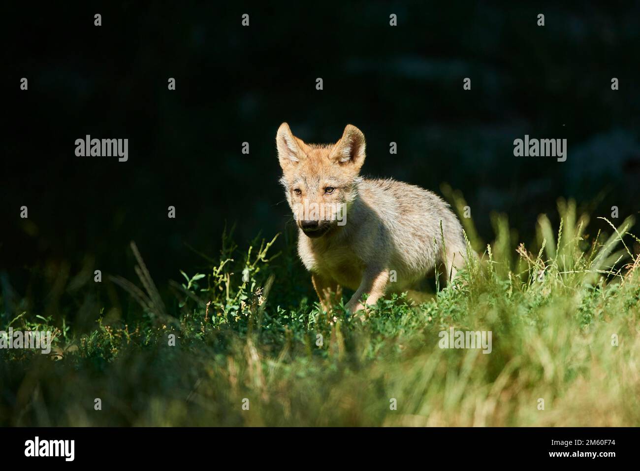Eastern wolf (Canis lupus lycaon), youngster, on a meadow, Gernany ...