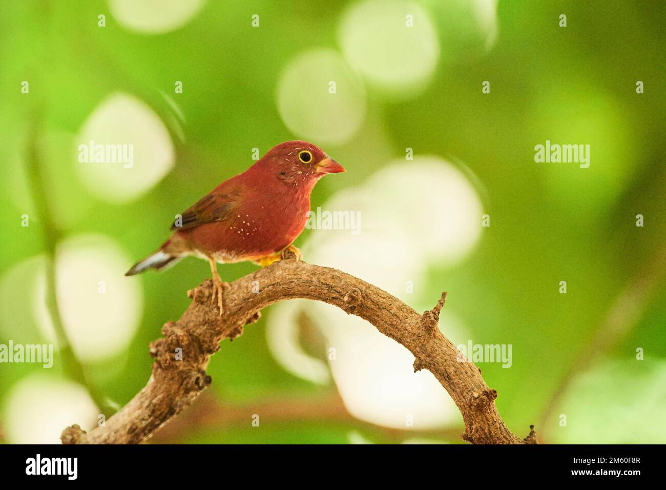 Senegal firefinch (Lagonosticta senegala) sitting on a branch, Bavaria ...