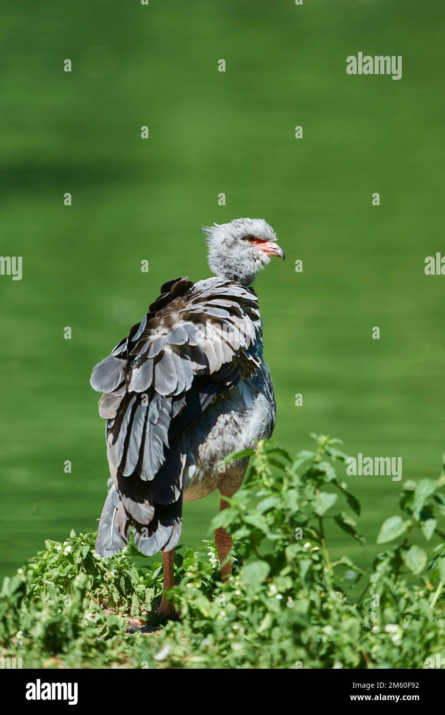 Southern screamer (Chauna torquata) standing beside a lake, Bavaria ...