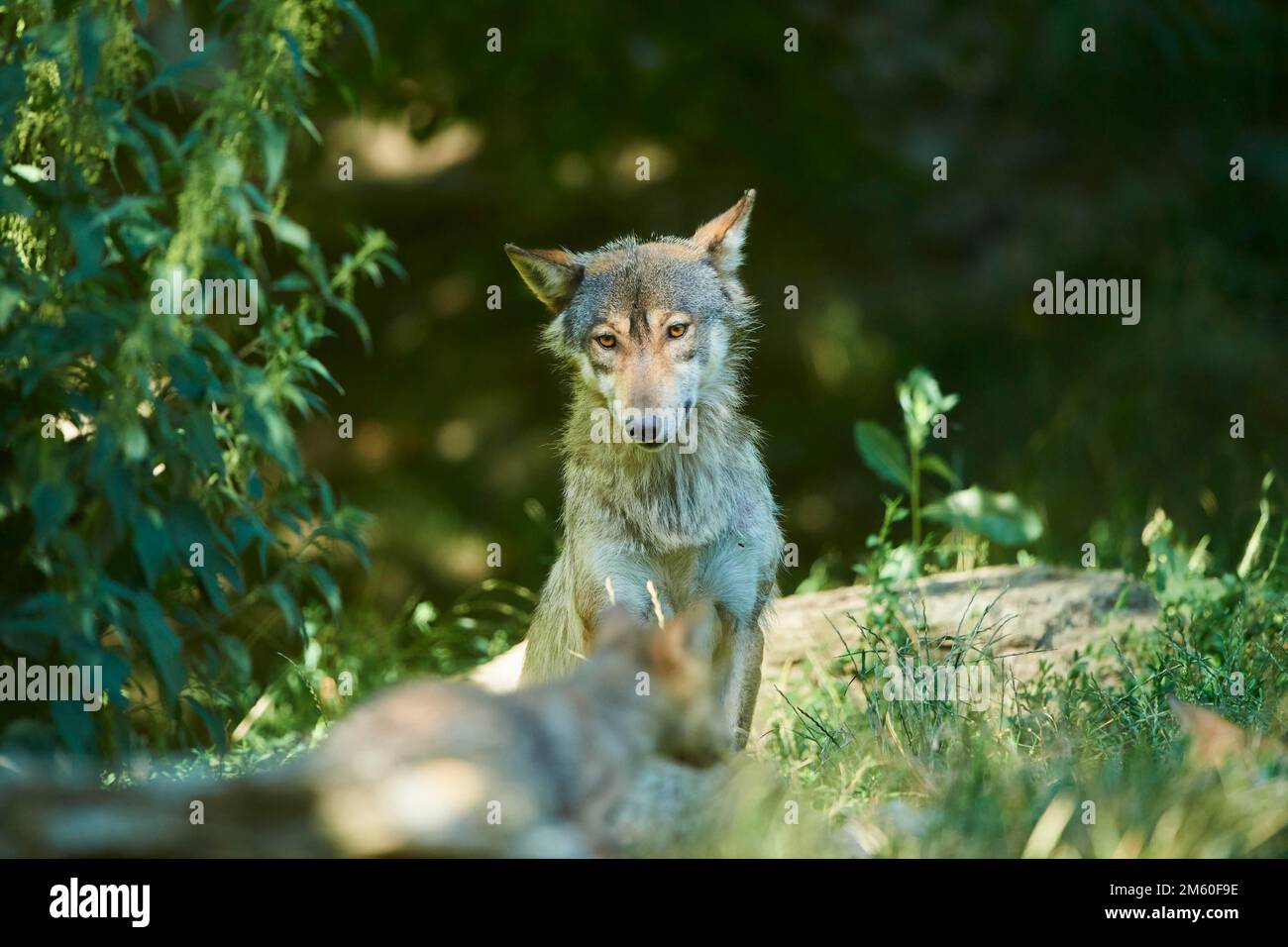 Eastern wolf algonquin hi-res stock photography and images - Alamy