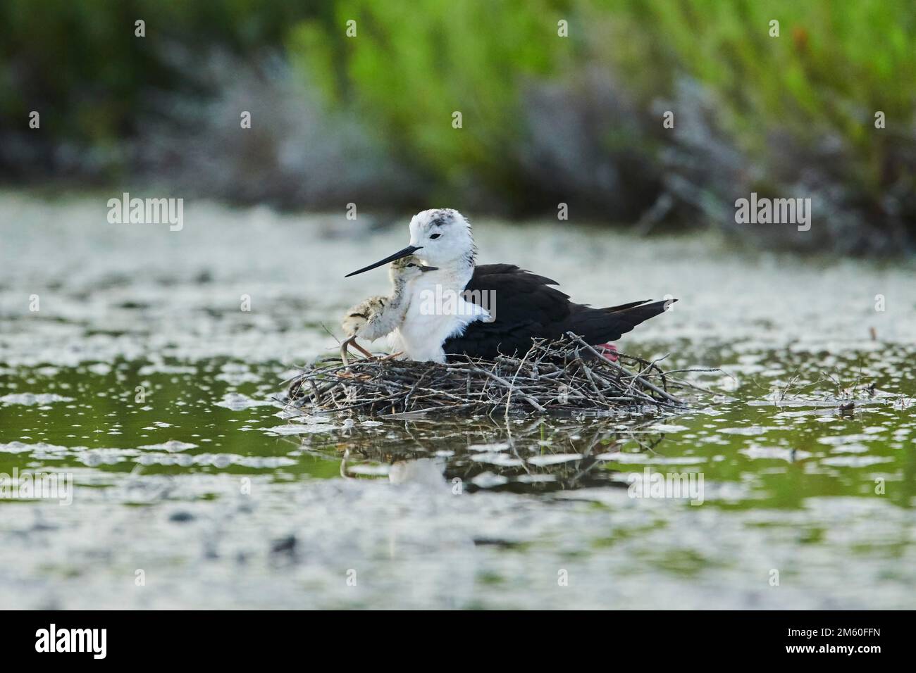 Black-winged stilt (Himantopus himantopus) breeding in a nest with a ...