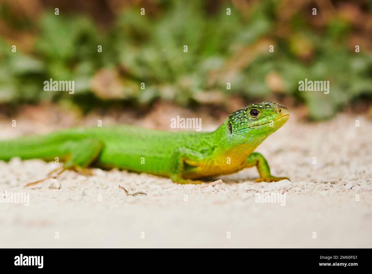 European green lizard (Lacerta viridis) warming up on the stones ...