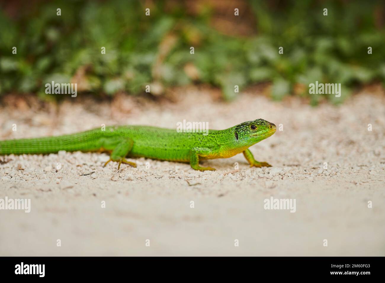 European green lizard (Lacerta viridis) warming up on the stones ...