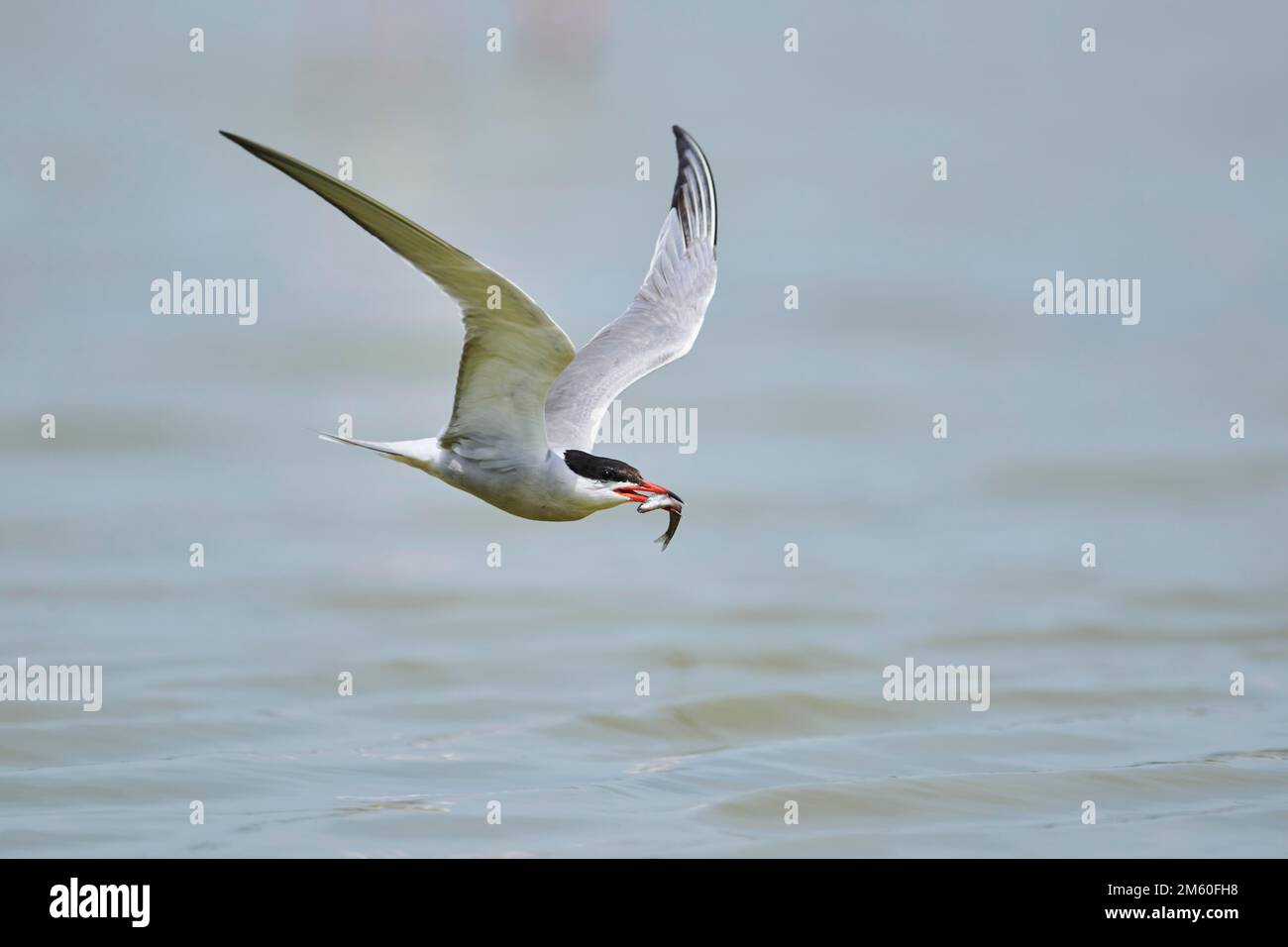 Elegant tern (Thalasseus elegans) flying above the water with a fish ...