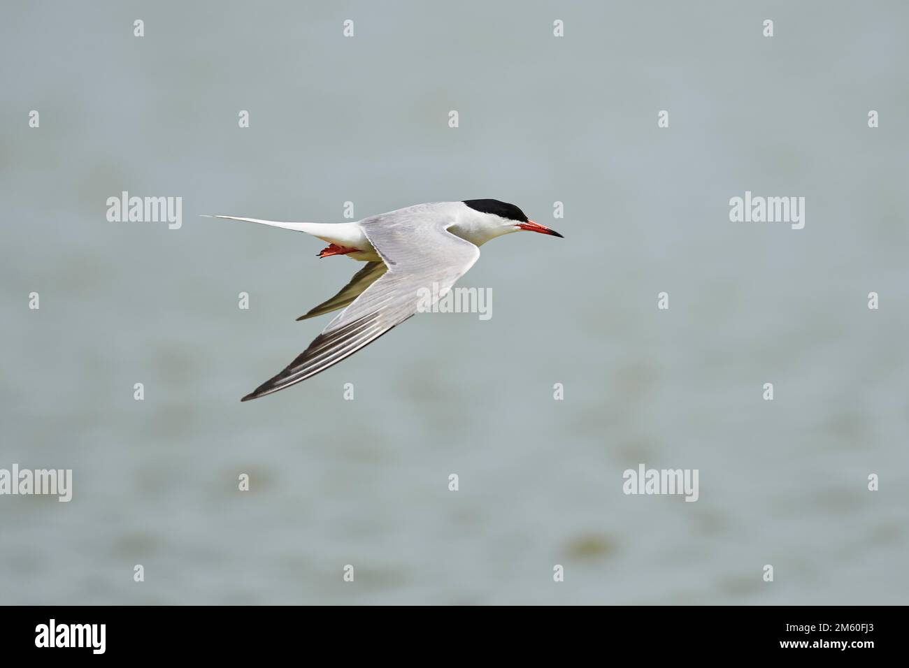 Elegant tern (Thalasseus elegans) flying above the water, Camargue ...
